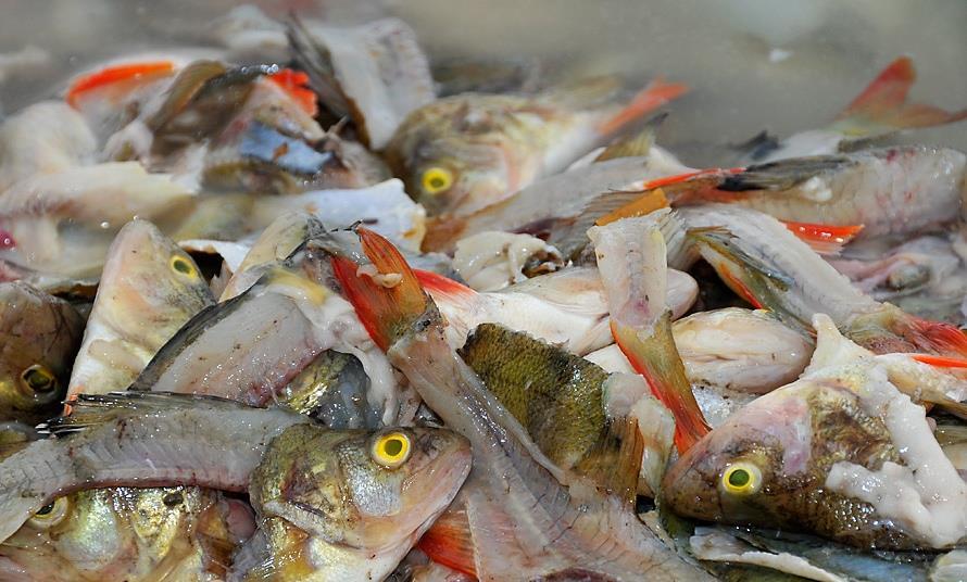 Oceana completes expedition | News | World Fishing