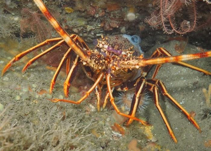 Endangered species tracking | News | World Fishing