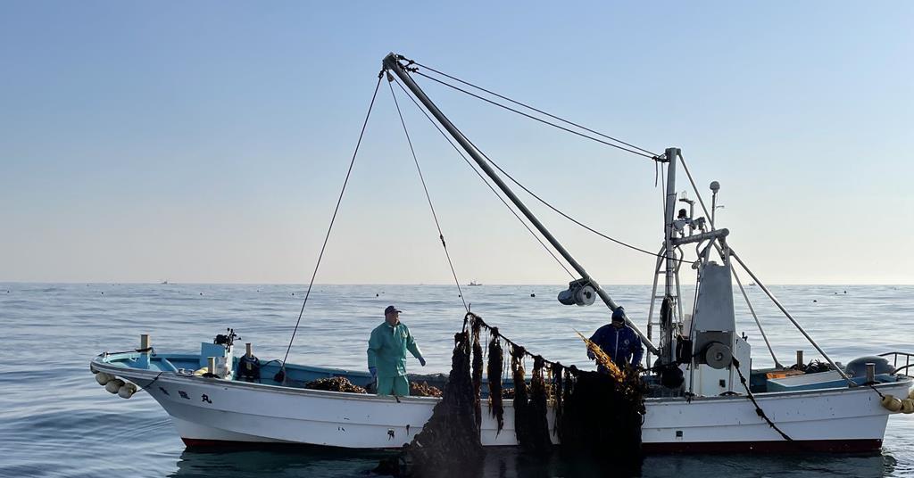 Japanese seaweed first | News | World Fishing