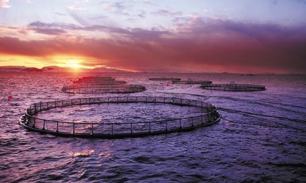 European aquaculture boosted as blue economy investments increase ...