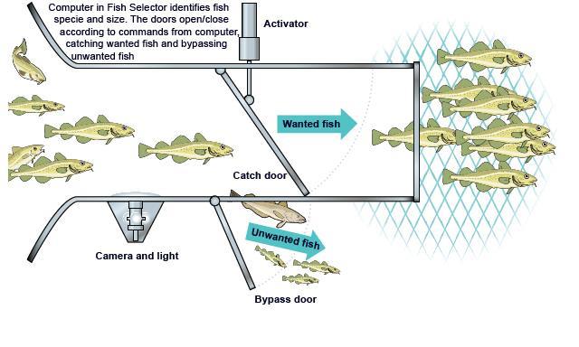 Star-Oddi’s new Fish Selector | News | World Fishing