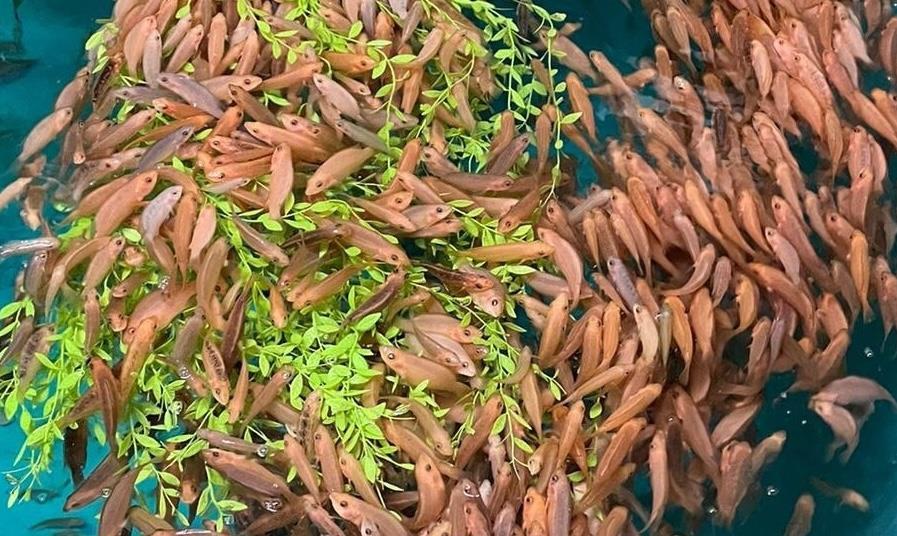 Funding injection for cleaner fish vaccination project | News | World ...