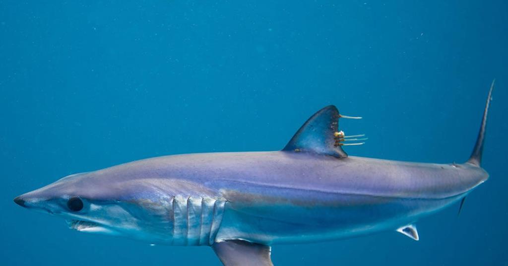 Brussels steps up shark trade monitoring | News | World Fishing