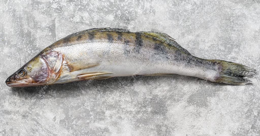 ASC expands species coverage with pike-perch | News | World Fishing