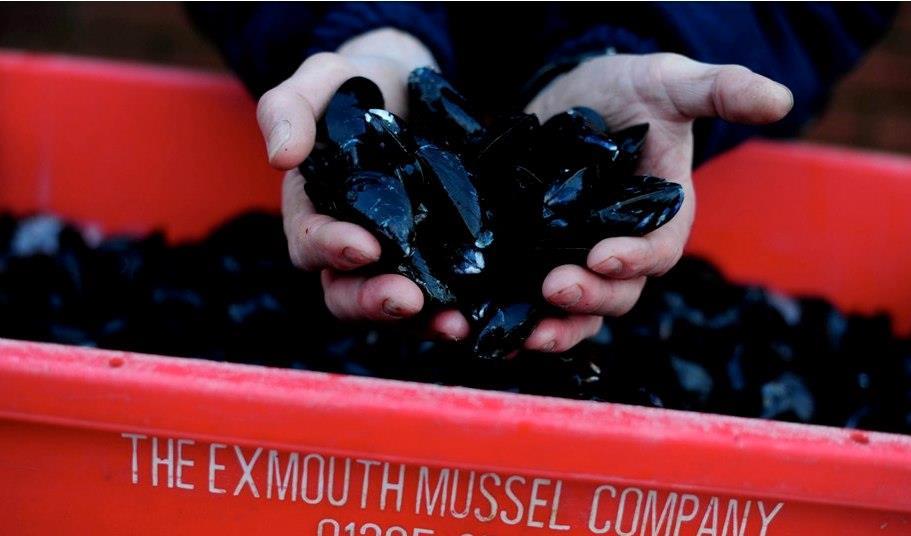 Exmouth mussels enter MSC assessment | News | World Fishing