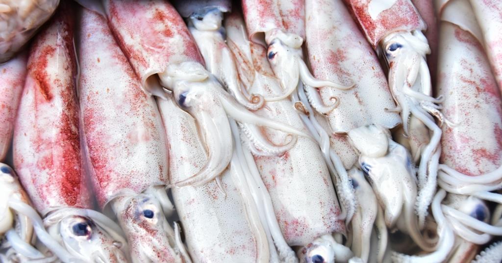 Squid industry acts on IUU | News | World Fishing