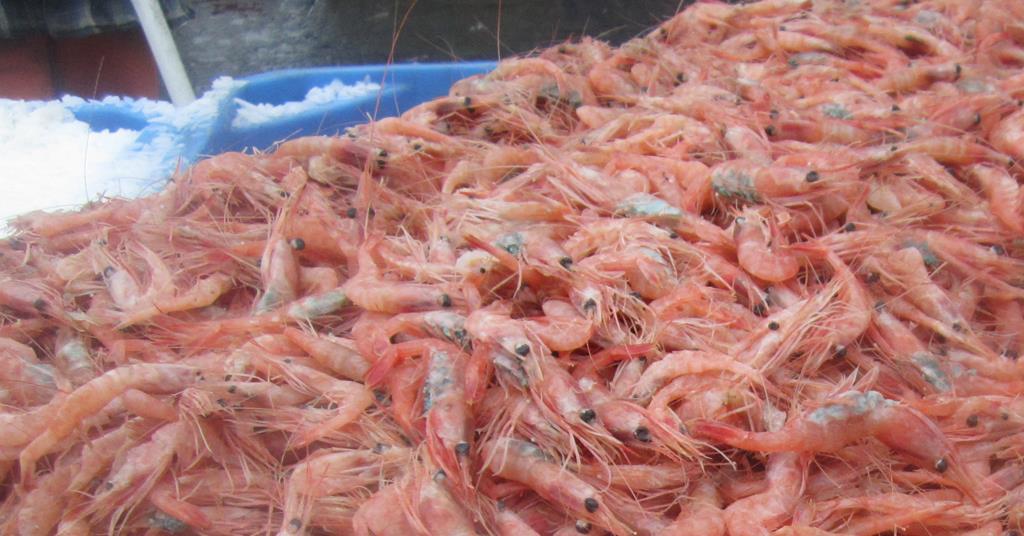 UK expands prawn tariff | News | World Fishing