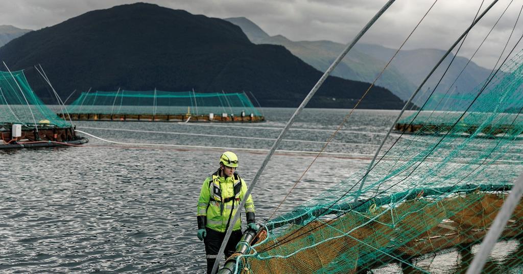 Farmed Atlantic cod joins certification programme | News | World Fishing