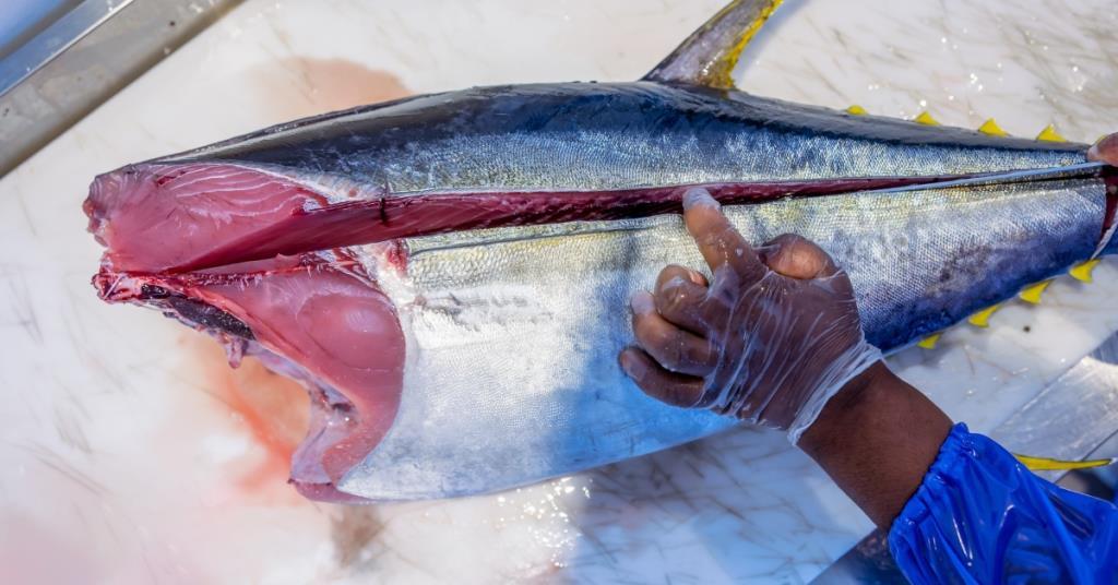 IPNLF recruits three new supply chain members | News | World Fishing