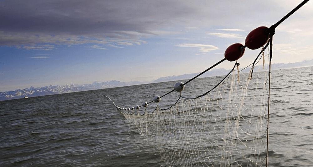 Action needed on pelagic drift net fishing | News | World Fishing
