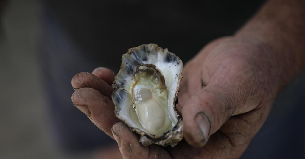 Australian producer secures oyster spat supply | News | World Fishing