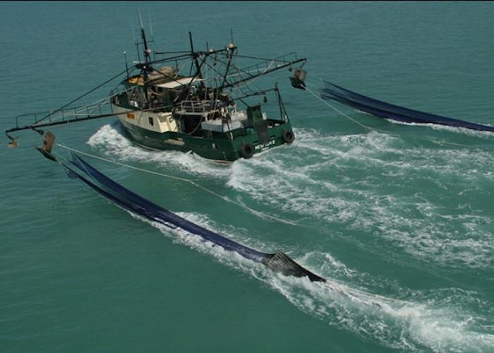AFMA welcomes prawn fishery closure | News | World Fishing