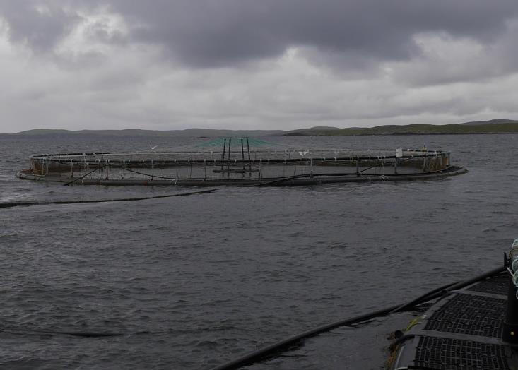 Grieg set to double salmon production | News | World Fishing