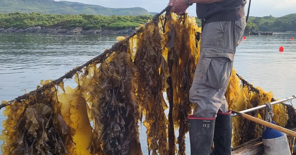 Salmon farmers support Scottish kelp forests | News | World Fishing