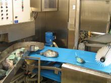 Automated fish measurement | News | World Fishing