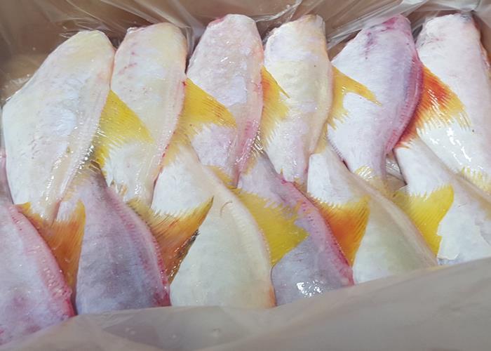 Ocean Jacket Fish | atelier-yuwa.ciao.jp