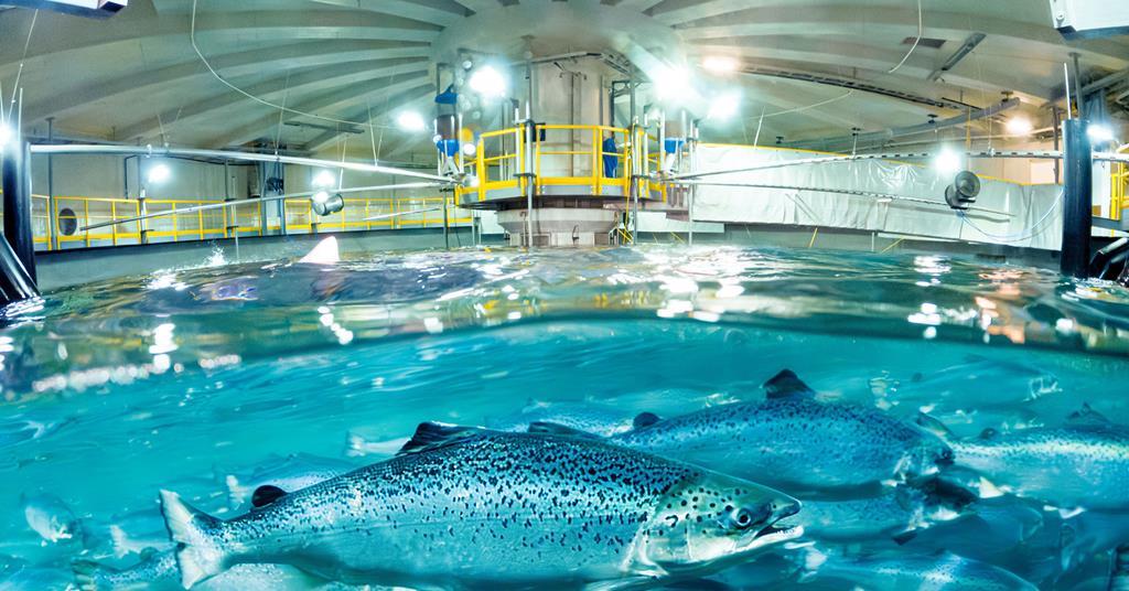 Land-based fish farming finds a new gear | News | World Fishing