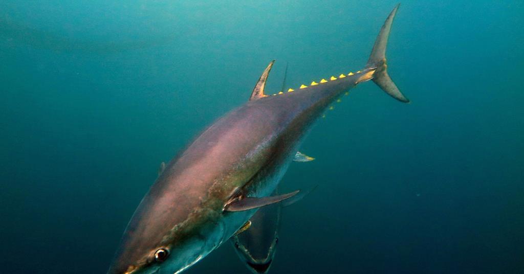 AZTI: Atlantic bluefin tuna likely to move north as oceans warm | News ...