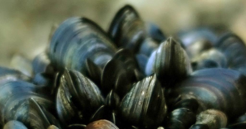 Blue mussels certified | News | World Fishing