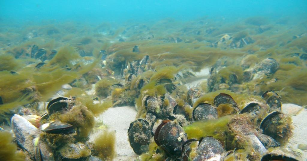 Study finds wild mussel beds may recover | News | World Fishing