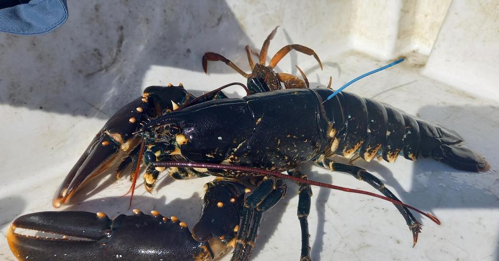 LobStAR launched to get a grip on declining Dutch stocks | News | World ...