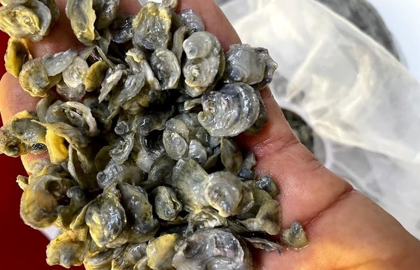 Orkney Shellfish Hatchery’s first stock of flat oyster spat released ...