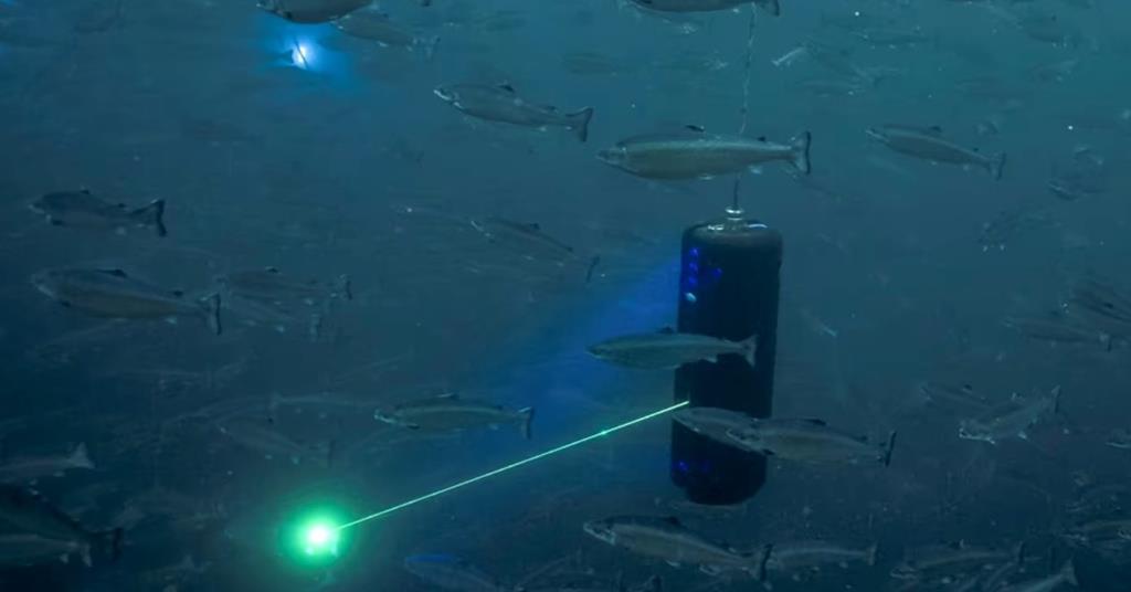 Cermaq introduces laser treatment for salmon lice | News | World Fishing