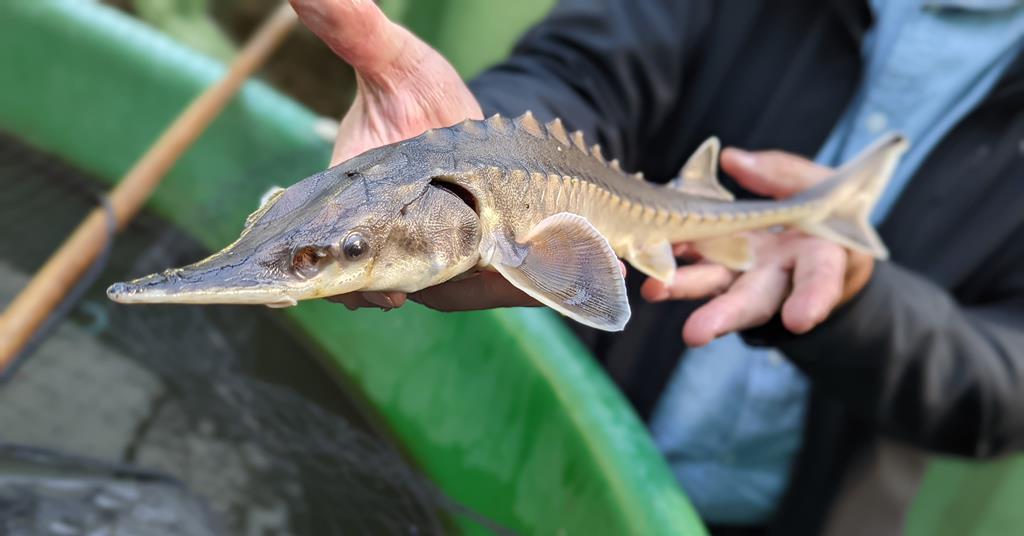 King’s coronation marked with royal fish return | News | World Fishing