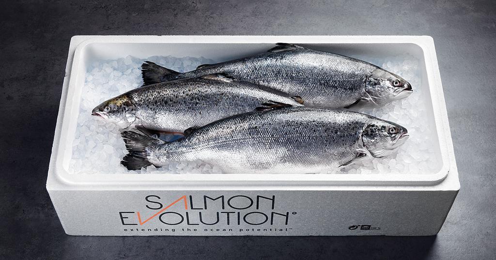 Salmon Evolution – first fish | News | World Fishing