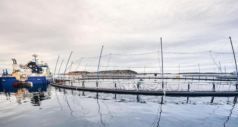 Norcod secures new cod farm | News | World Fishing