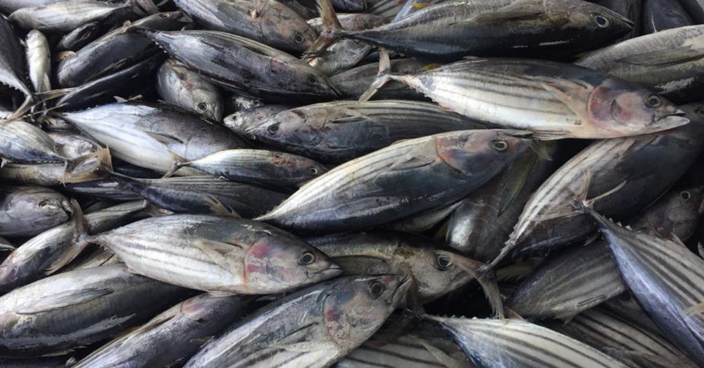 ISSF: ICCAT 2025 delivers ‘mixed results’ | News | World Fishing