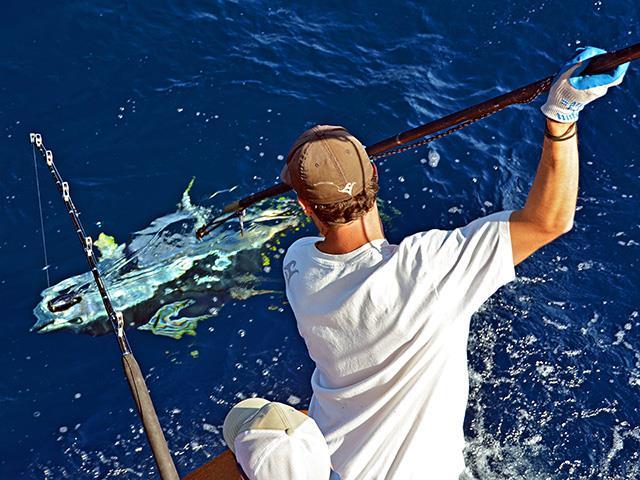 Keeping a swordfish harpoon fishery alive | News | World Fishing