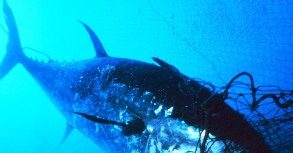 Bluefin tuna recovery plan unchanged | News | World Fishing