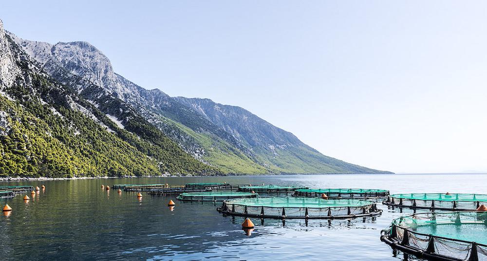 Securing a Mediterranean fish farm | News | World Fishing