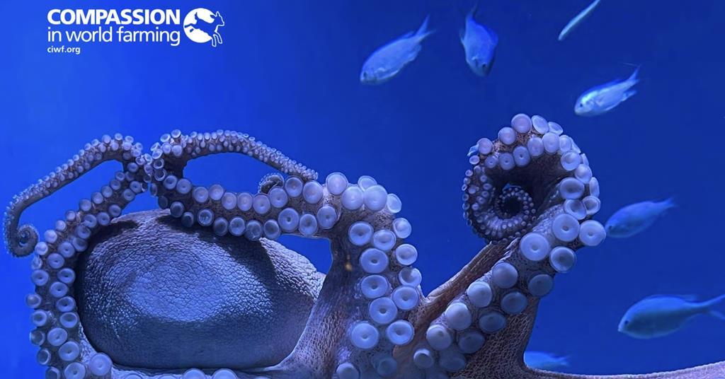 The hidden costs of octopus farming | News | World Fishing