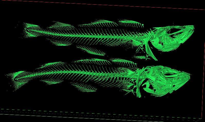 Marel’s new approach to removing pinbones from whitefish | News | World ...