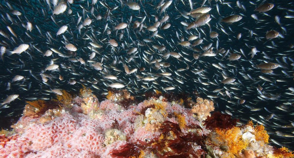 Rebound in groundfish brings new flexibility | News | World Fishing