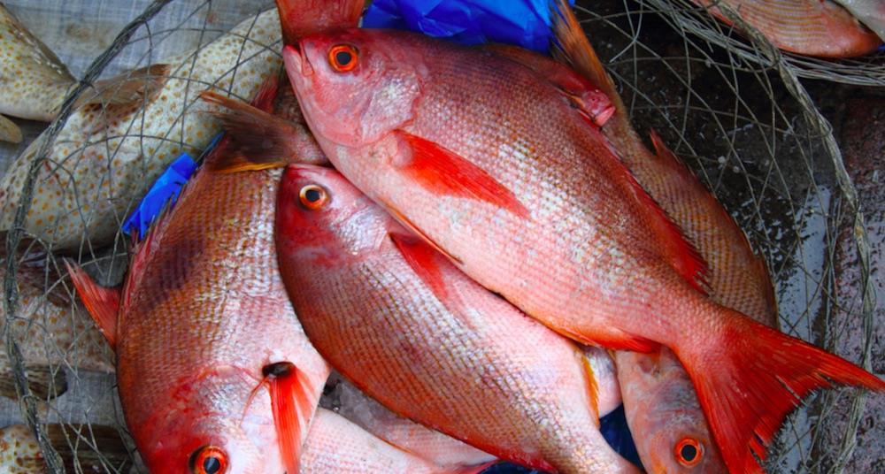 8% of snapper and grouper sustainable | News | World Fishing