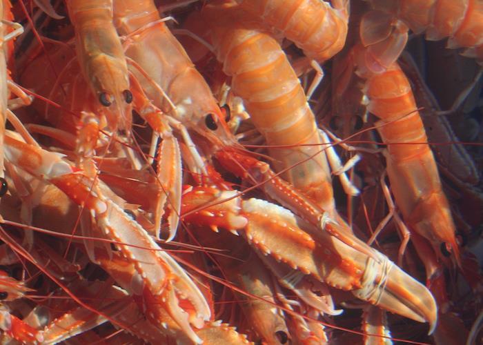 Finding the sweet spot for nephrops | News | World Fishing
