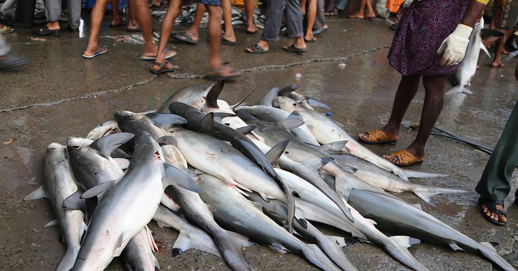 India readies shark conservation plan | News | World Fishing