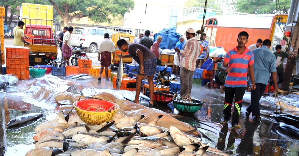 India readies shark conservation plan | News | World Fishing