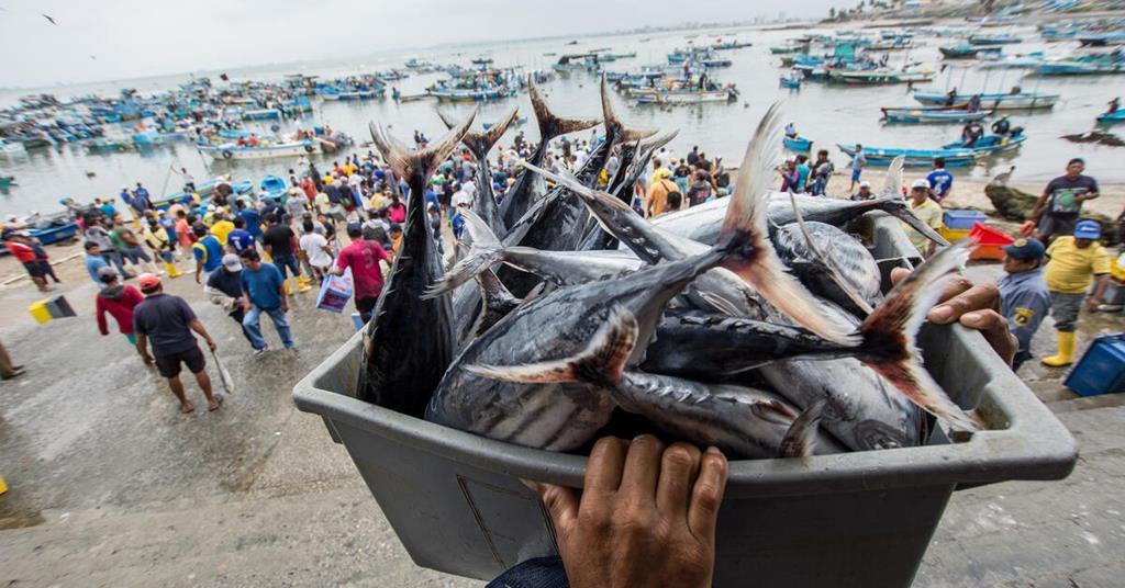 FAO: Climate change putting fish biomass at risk | News | World Fishing