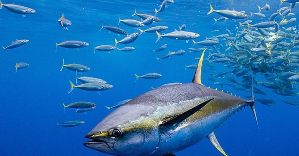 ICCAT 2024 – landmark agreement reached on tuna management | News | World Fishing