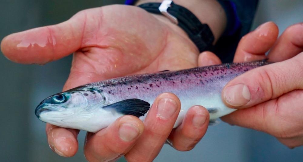 Major milestone for SSF’s new hatchery | News | World Fishing