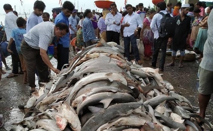 ‘Shark hotspots’ proposed to protect endangered species in India | News ...