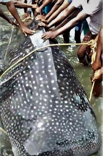 ‘Shark hotspots’ proposed to protect endangered species in India | News ...