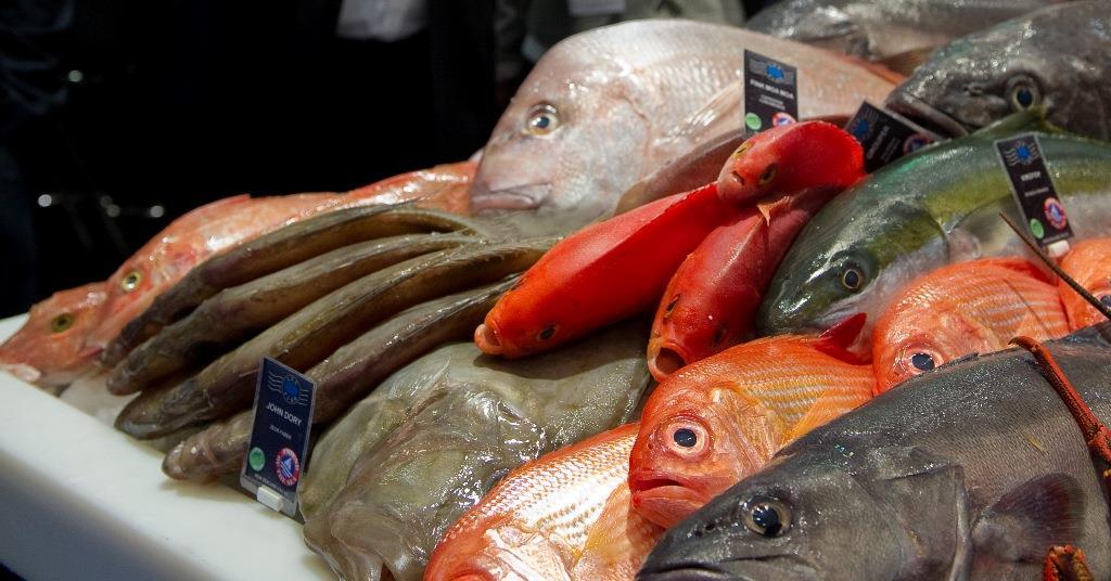 ESE success streak continues | News | World Fishing