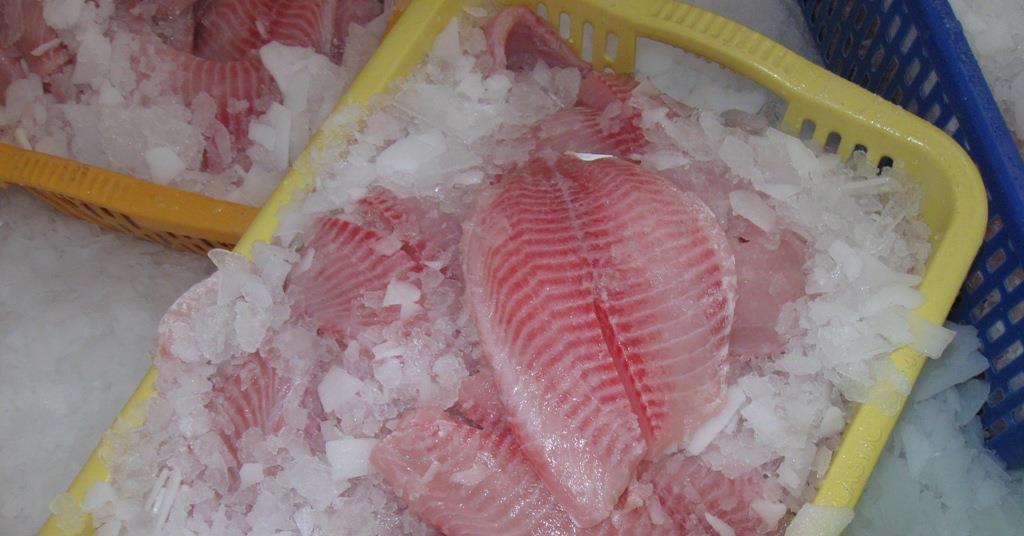 Belize tilapia farm gains ASC cert | News | World Fishing