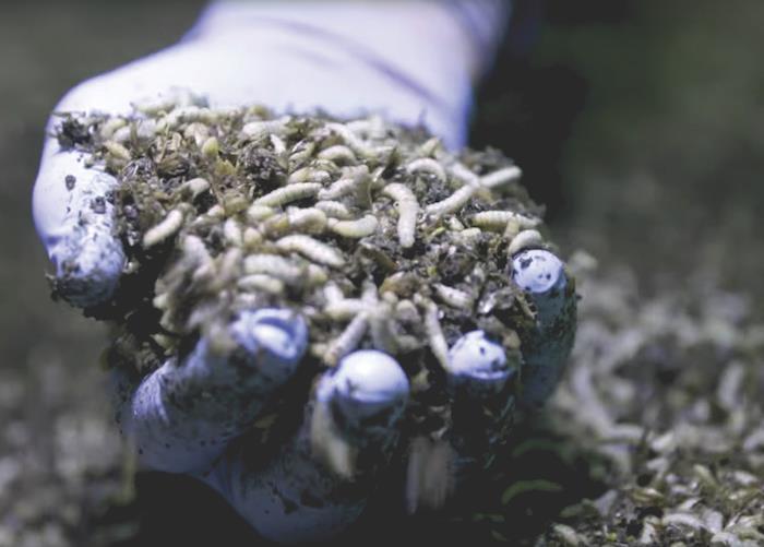 Maggots and rotting food waste: a new recipe for sustainable fish and ...