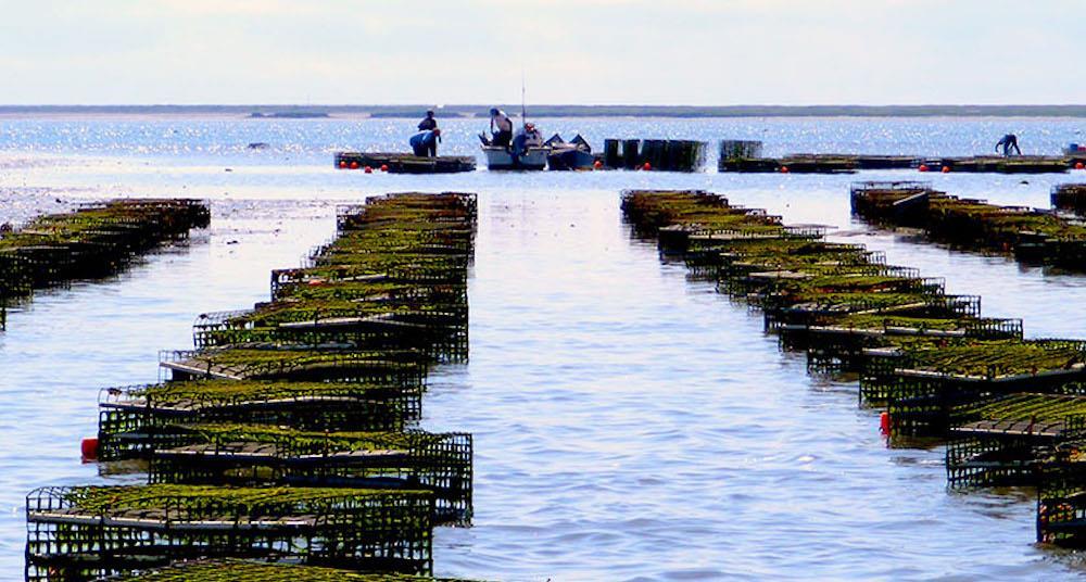 Russia posts significant growth in oyster and mussel production | News ...